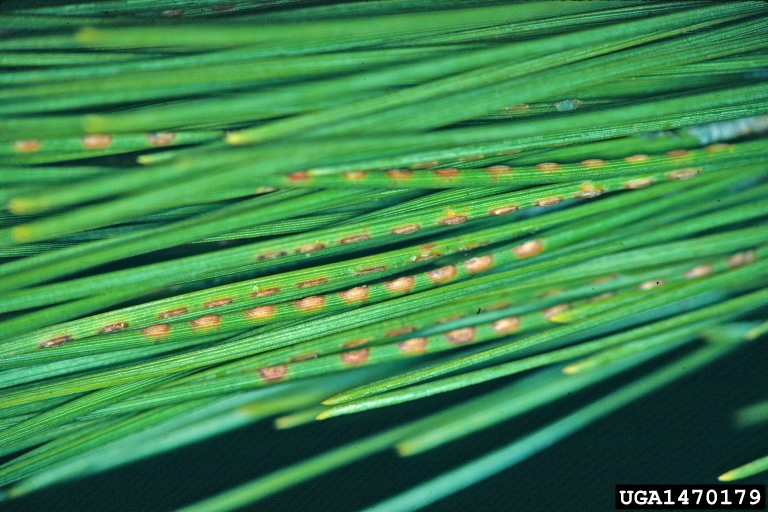 European pine sawfly (Neodiprion sertifer (Geoffroy))