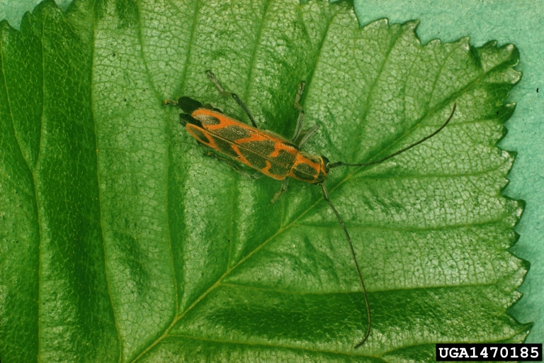 elm borer (Saperda tridentata)