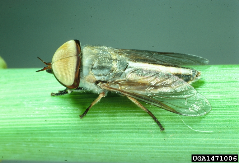 striped horse fly (Tabanus lineola)