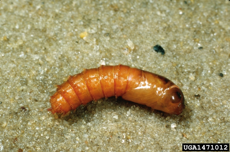 striped horse fly (Tabanus lineola)