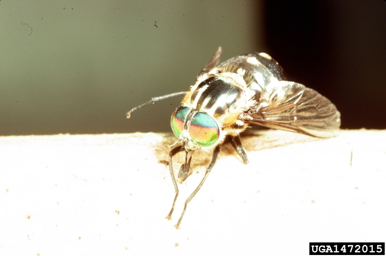 flower-feeding March fly (Scaptia auriflua (Donovan, 1805))