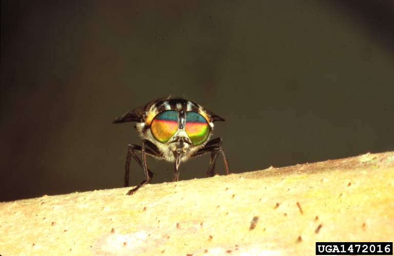 flower-feeding March fly (Scaptia auriflua (Donovan, 1805))
