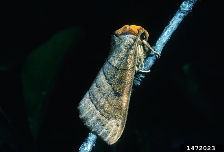 azalea caterpillar (Datana major)