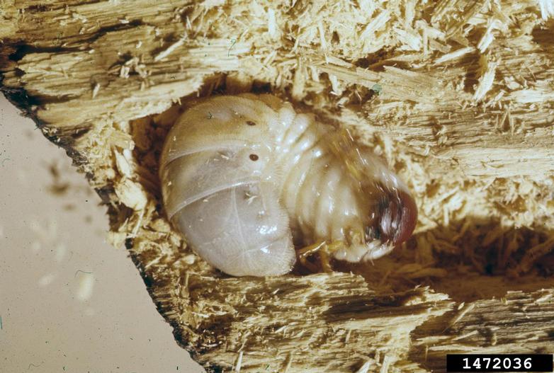 Ox Beetle Larvae