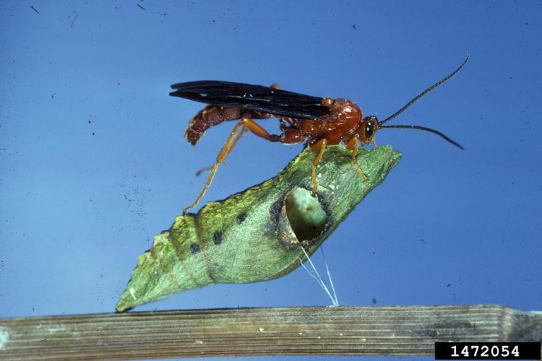 Ichneumonid wasp (Trogus pennator)
