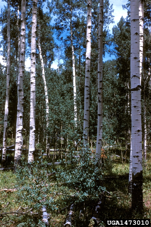 aspen/poplar (Genus Populus L.)