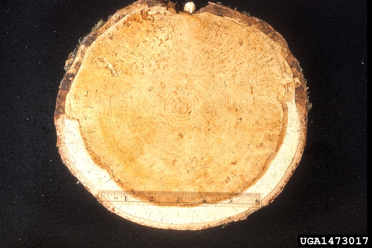 root rot (Phellinus hartigii)