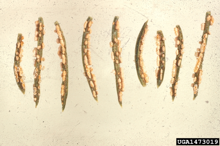 spruce broom rust (Chrysomyxa arctostaphyli Dietel)