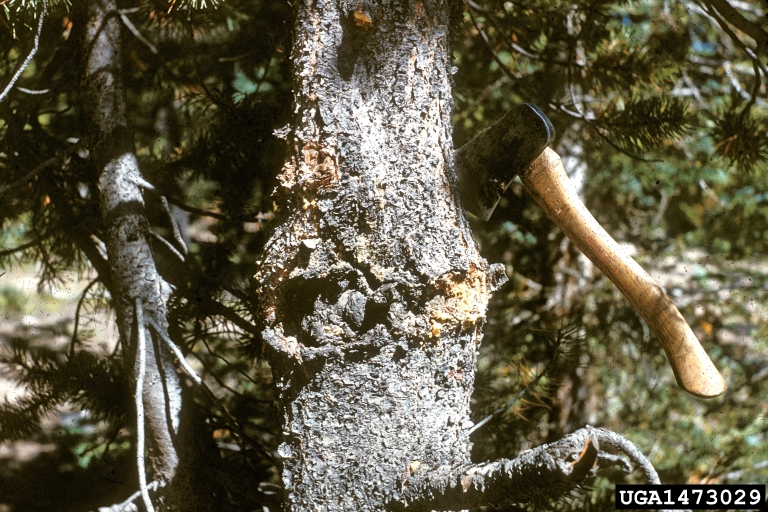 western gall rust (Endocronartium harknessii Hirats.)