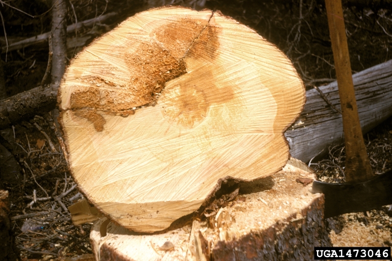 frost and winter injury (general)