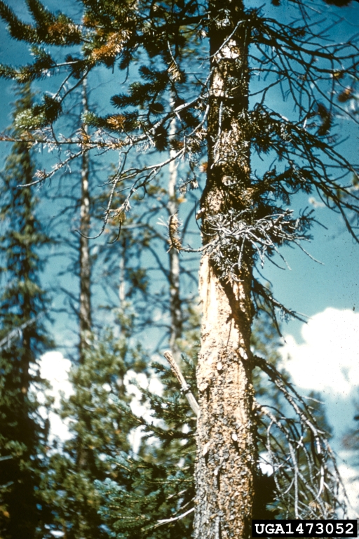 comandra blister rust (Cronartium comandrae Peck)