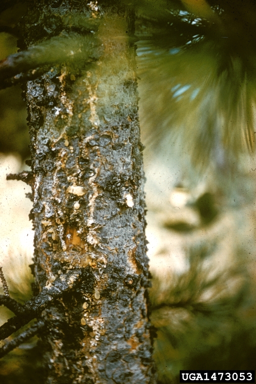 stalactiform blister rust (Cronartium coleosporioides J.C. Arthur)