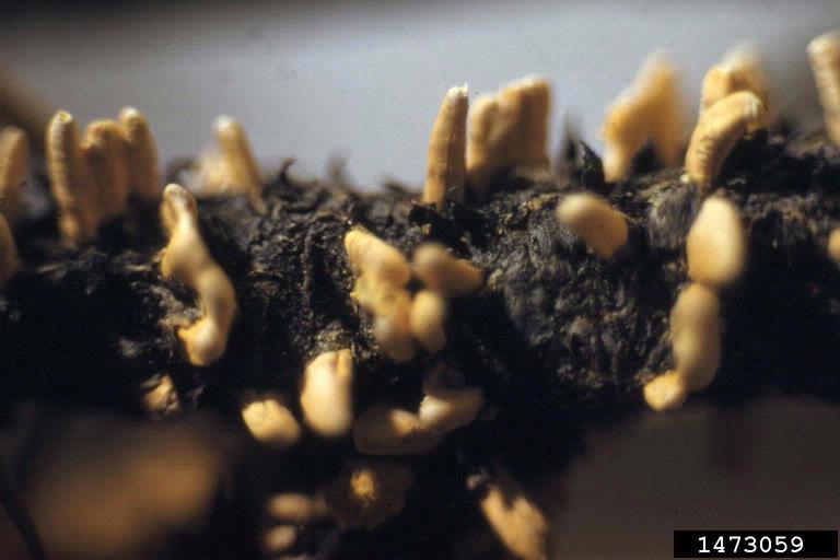 coronado limb rust (Cronartium arizonicum Cummins)