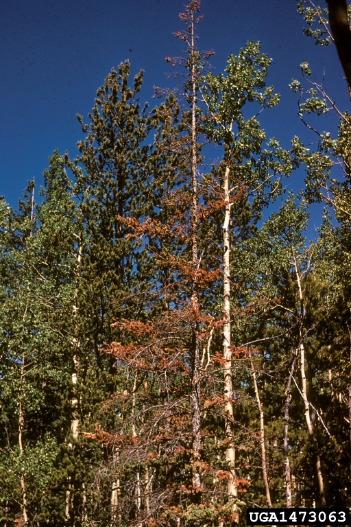 Valsa kunzei (Synonym for Cytospora kunzei)