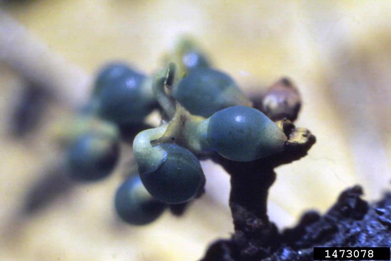 pineland dwarf mistletoe (Arceuthobium vaginatum ssp. cryptopodum ...
