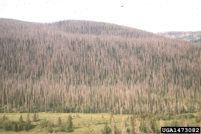 Engelmann spruce (Picea engelmannii)