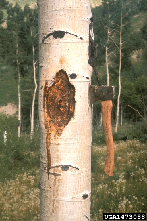 Nectria canker (Nectria spp. ) on quaking aspen (Populus tremuloides ...