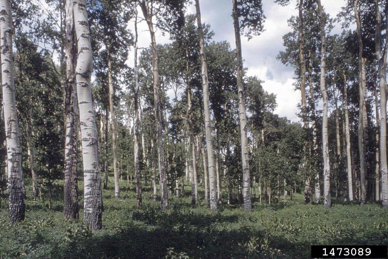 aspen/poplar, Populus spp. (Salicales: Salicaceae) - 1473089