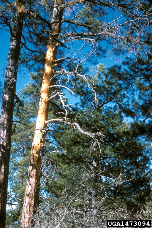 comandra blister rust (Cronartium comandrae)