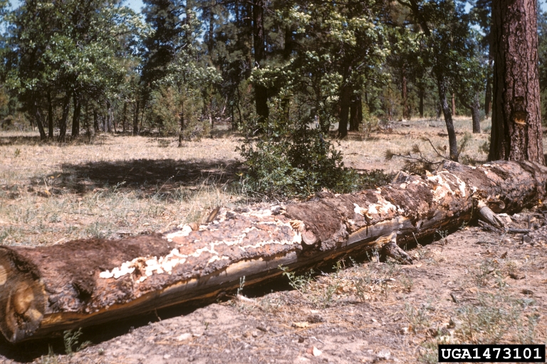 western red rot (Dichomitus squalens)