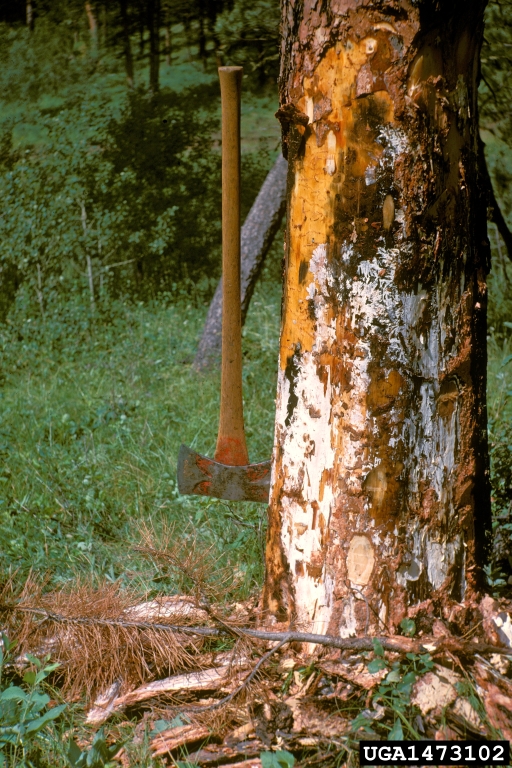Armillaria root rot (Armillaria solidipes Peck)