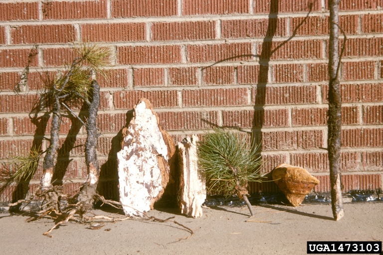 Armillaria root rot (Armillaria mellea (Vahl:Fr.) P. Kumm.)