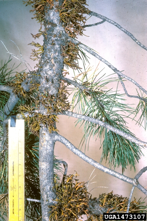 ponderosa pine dwarf mistletoe (Arceuthobium vaginatum (Willd.) J. Presl)