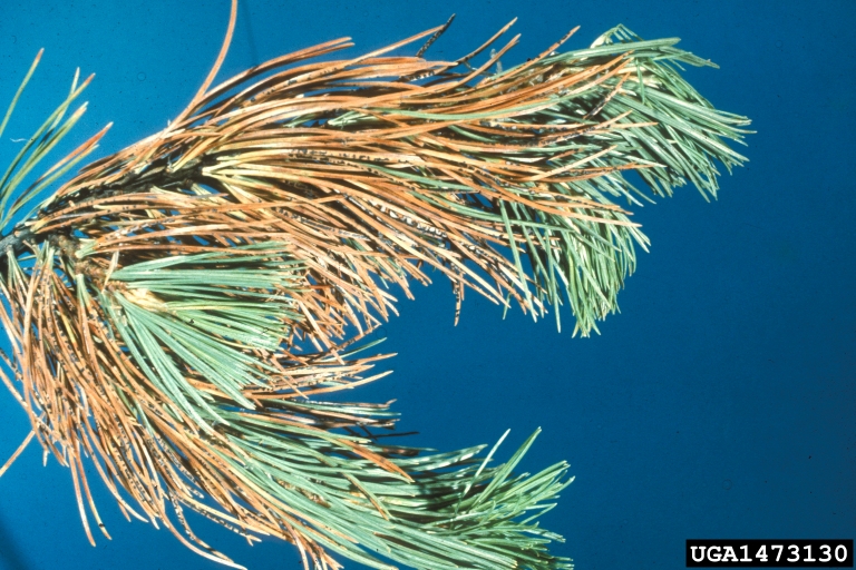 needle cast (Bifusella saccata)