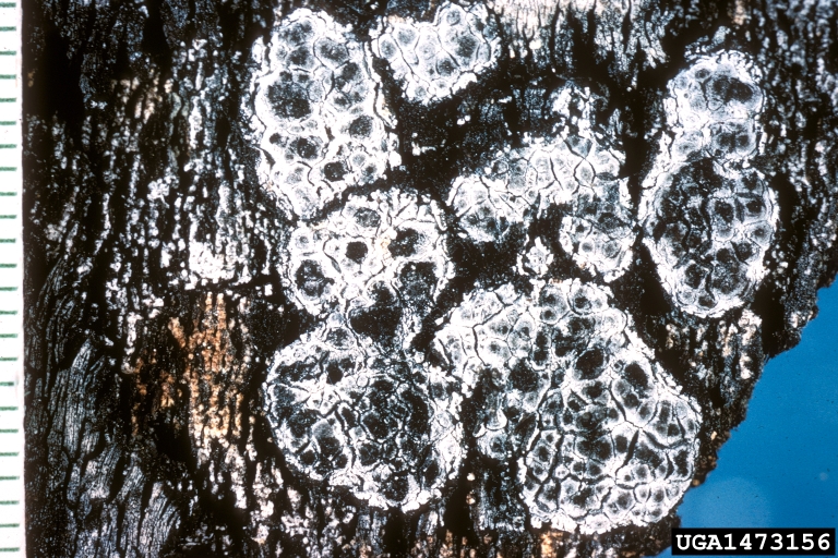 Hypoxylon cankers (Genus Hypoxylon Bull.)