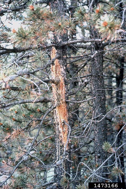 stalactiform blister rust (Cronartium coleosporioides J.C. Arthur)