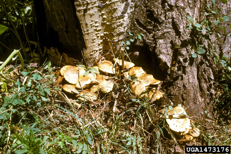 scaly pholiota (Pholiota squarrosa)