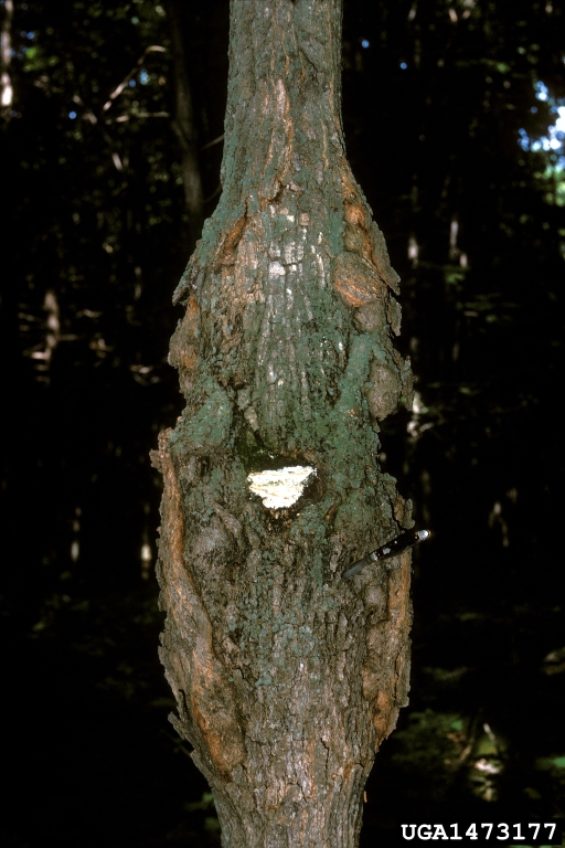 Eutypella canker (Eutypella parasitica)