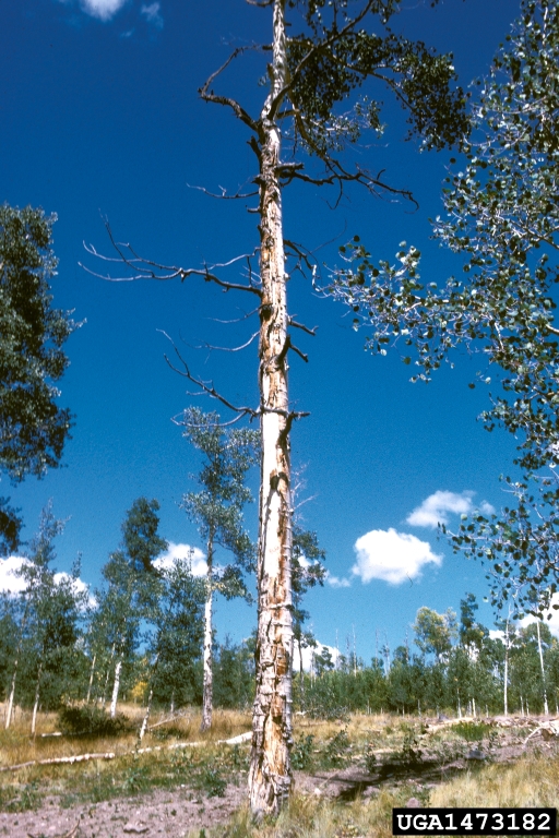 sunscald on aspen/poplar (Populus spp. ) - 1473182
