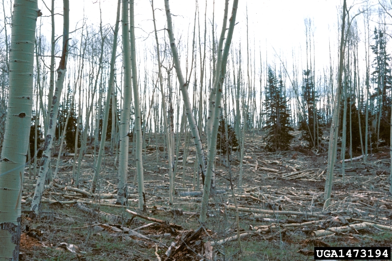 aspen/poplar (Genus Populus)