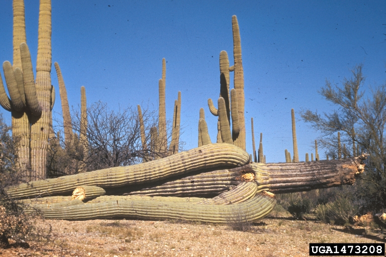 bacterial necrosis of giant cactus (Erwinia carnegieana Standring)