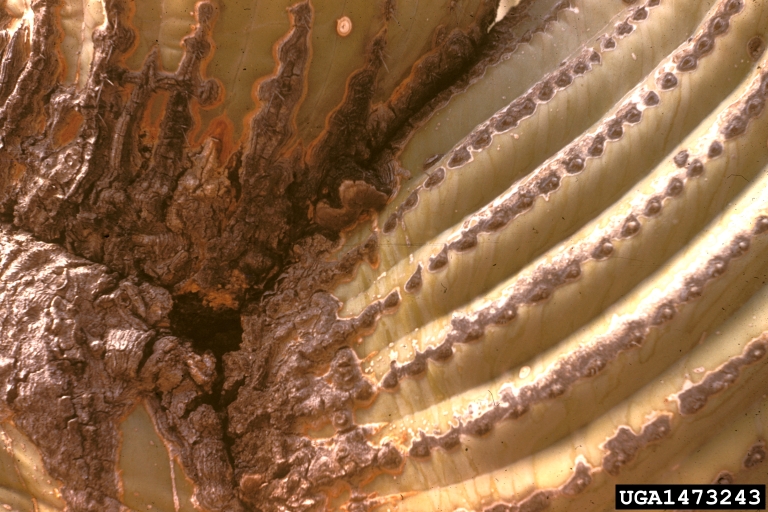 robustus conk (Phellinus robustus)