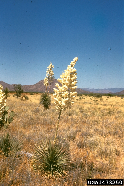 yucca (Genus Yucca L.)