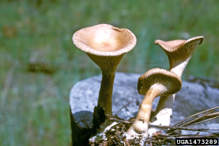Clitocybe root diseases (Genus Clitocybe (Fr.) Staude)