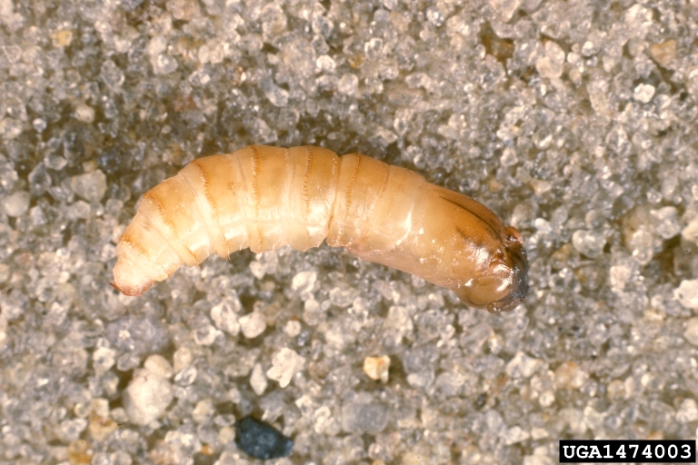 deer fly (Chrysops vittatus Wiedemann, 1821)