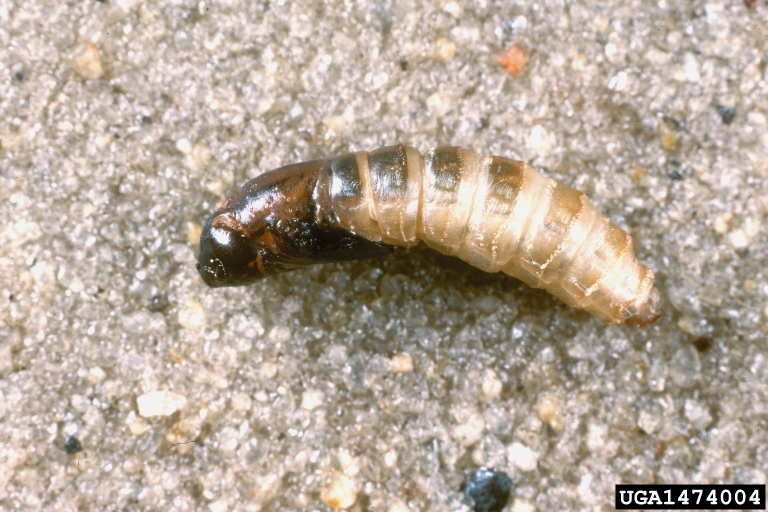deer fly (Chrysops vittatus Wiedemann, 1821)