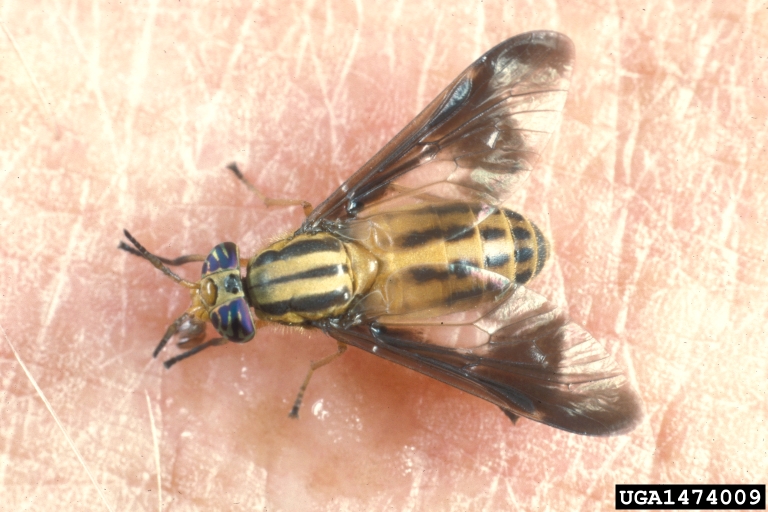 deer fly (Chrysops vittatus Wiedemann, 1821)