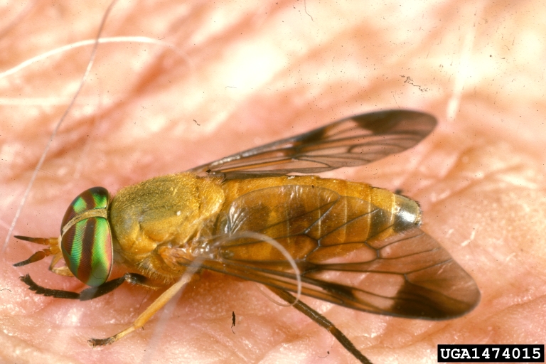 yellow fly, Diachlorus ferrugatus (Diptera: Tabanidae) - 1474015