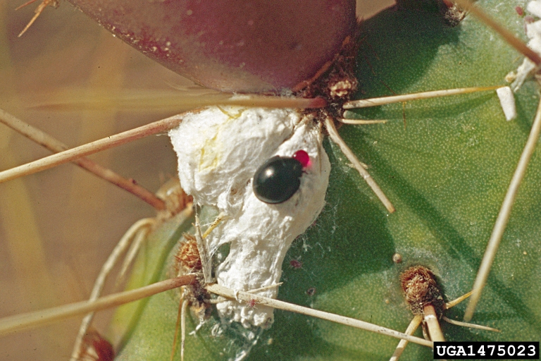 Scymnus lady beetles (Genus Scymnus Kugelann, 1794)