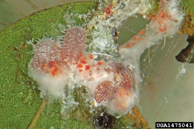 grape mealybug (Pseudococcus maritimus)