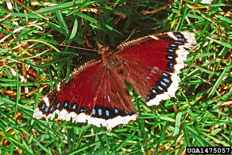 mourning cloak butterfly (Nymphalis antiopa (Linnaeus))