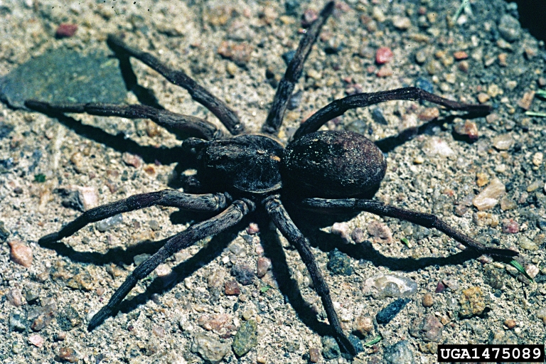 giant wolf spider, Hogna carolinensis (Araneae: Lycosidae) - 1475089