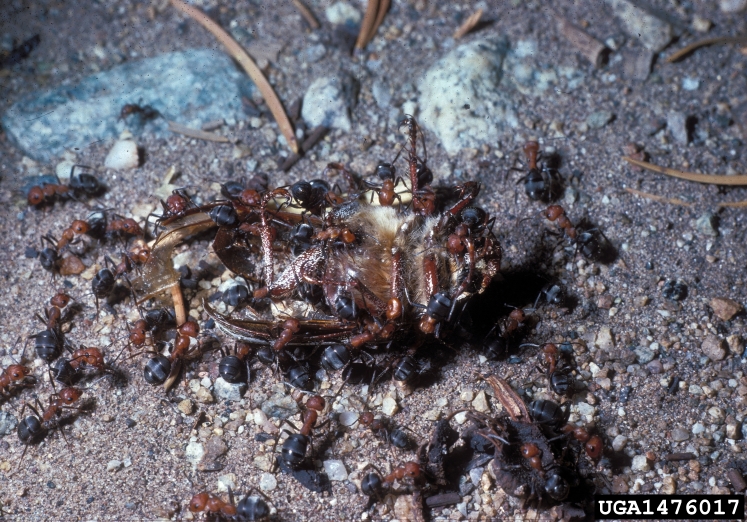 western thatching ant (Formica obscuripes Forel)