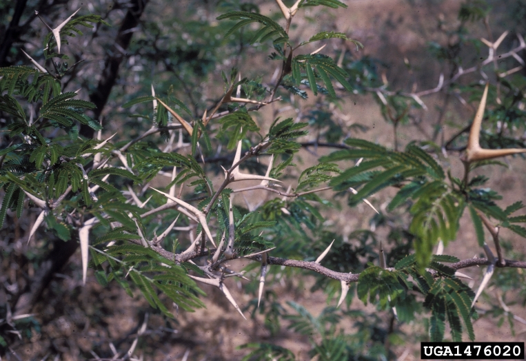 acacia-ants (Pseudomyrmex ferrugineus Smith, F. 1858)