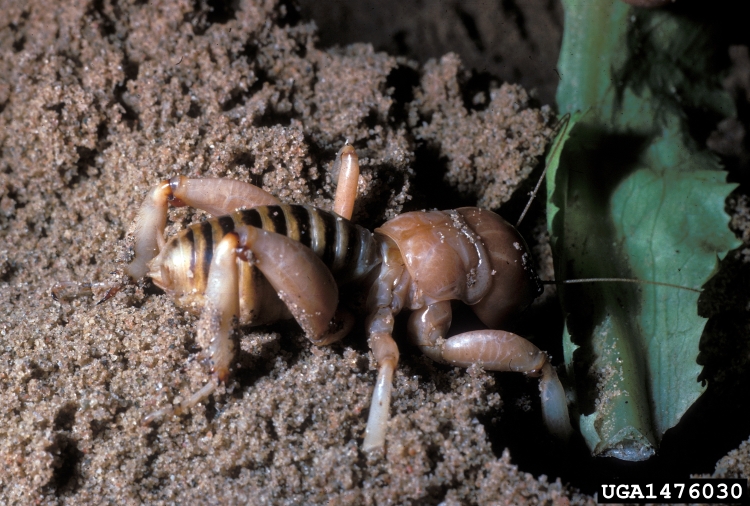 Jerusalem cricket (Genus Stenopelmatus Burmeister 1838)