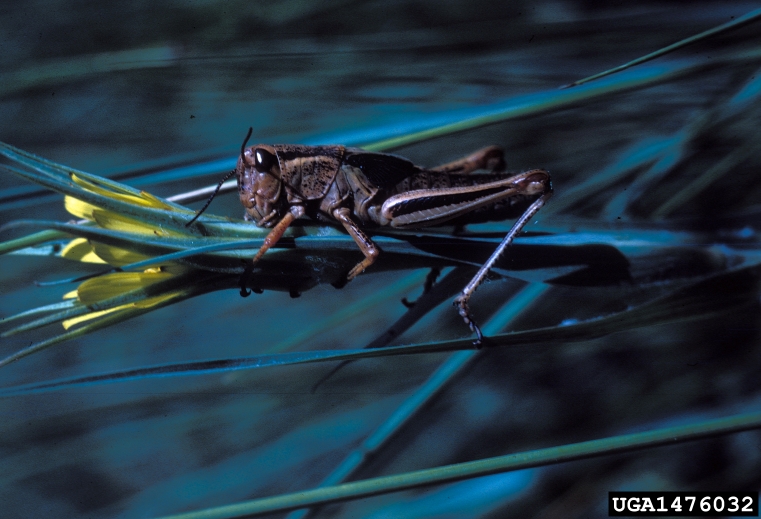grasshopper fungus (Entomophthora grylli (Fresen.) A. Batko)